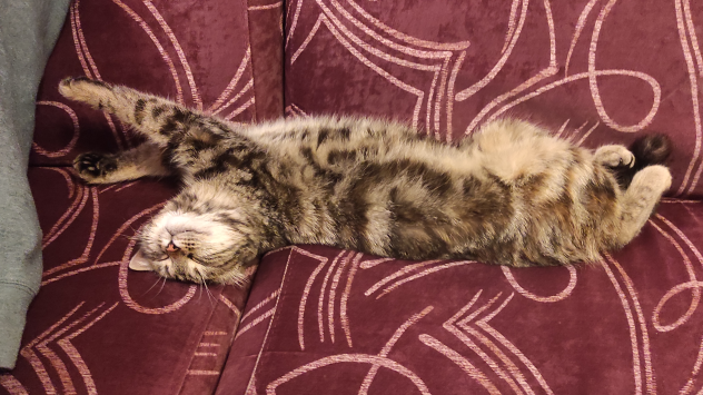 when my cat sleep on the couch - ibisPaint