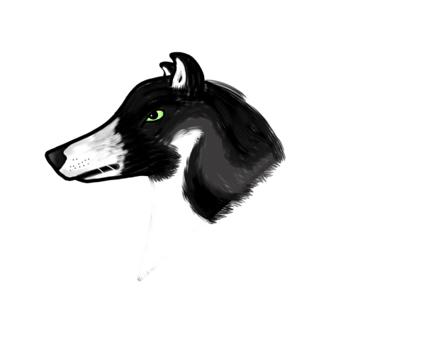 Head drawing of a wolf - ibisPaint