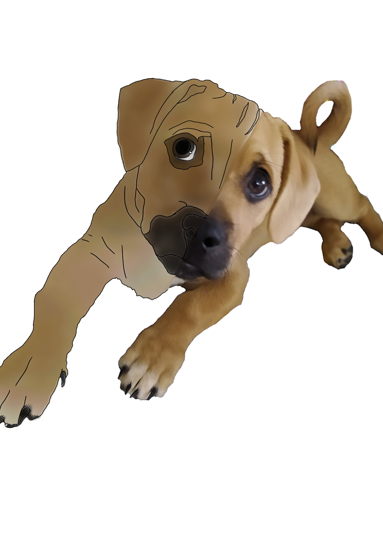 puppy - ibisPaint