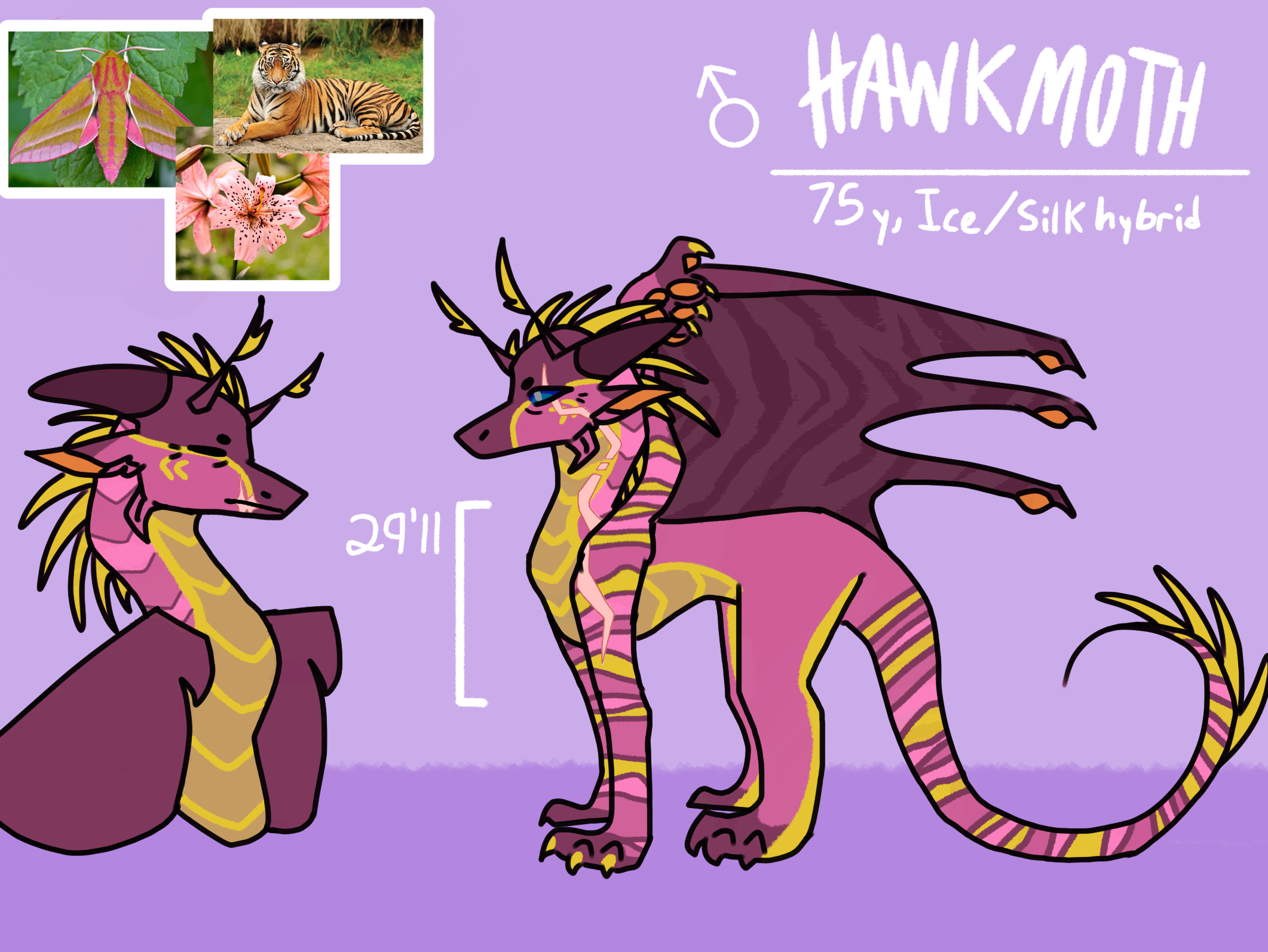 Hawkmoth ref sheet - ibisPaint