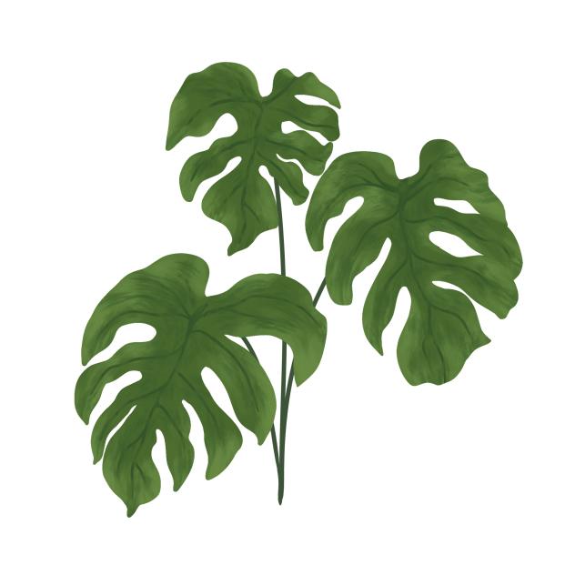 Monstera - Plant - ibisPaint
