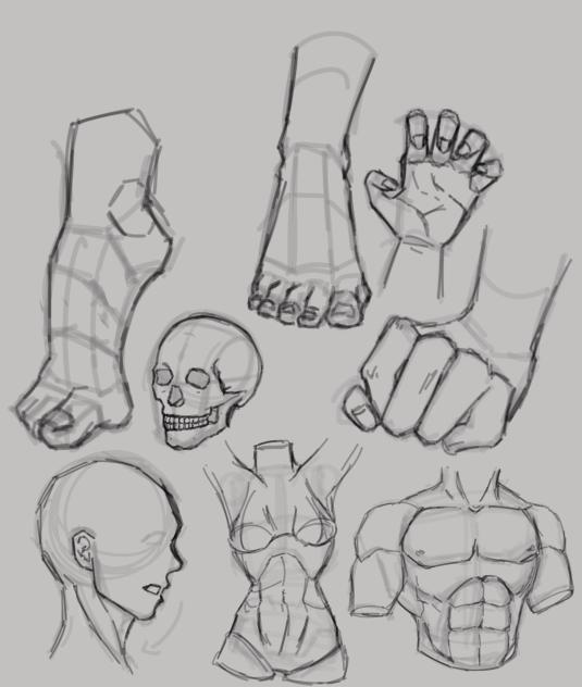 Anatomy practice - ibisPaint