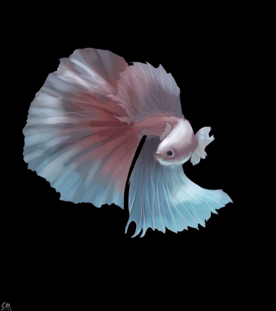 ~ Beta fish ~ - ibisPaint