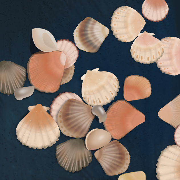 Seashells with blue background - ibisPaint
