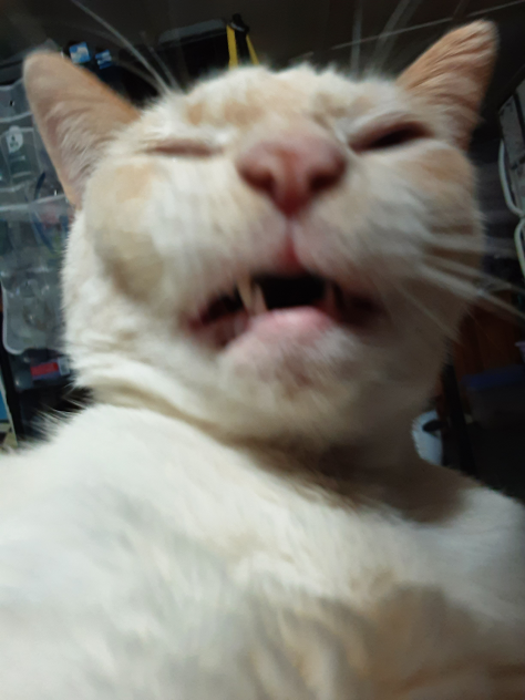 why is mu cat built like that - ibisPaint