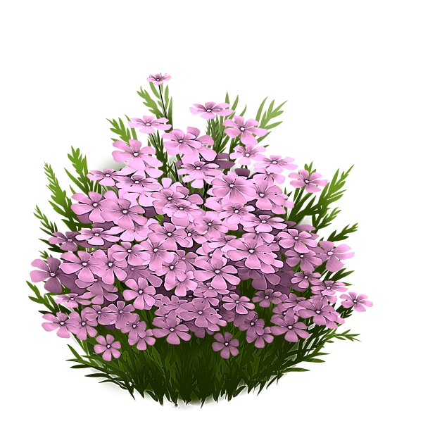 pink Flaks flower - ibisPaint