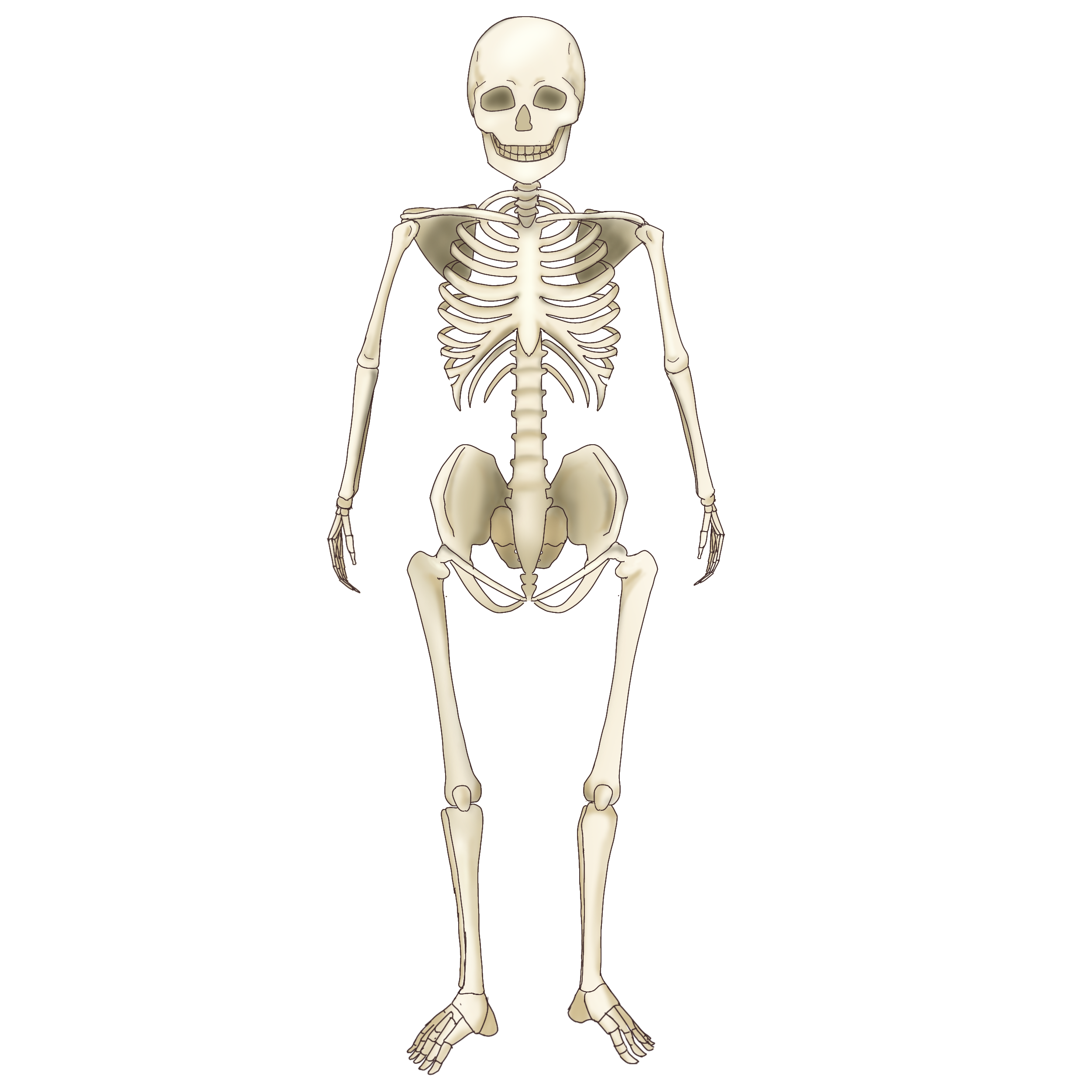 Bone-jour! - ibisPaint