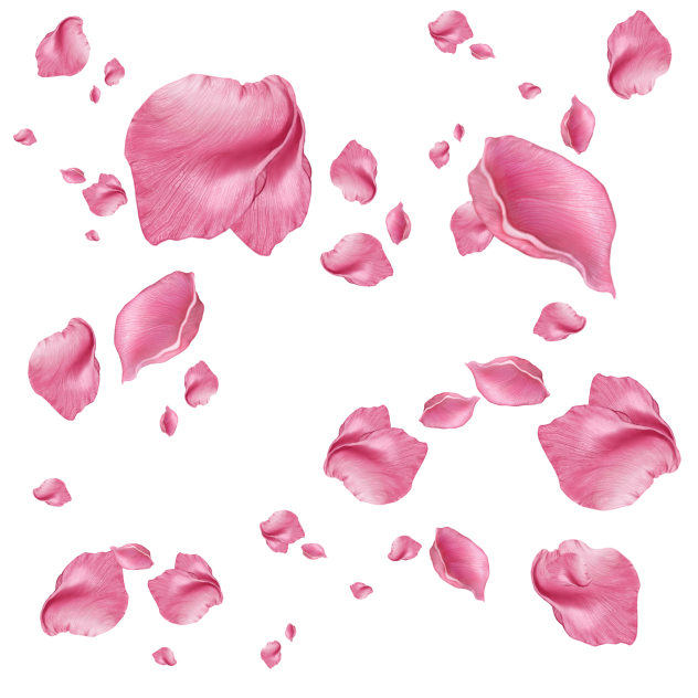 Rose petal - ibisPaint