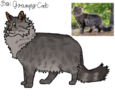Random cat breed i drew to beat boredom. - ibisPaint