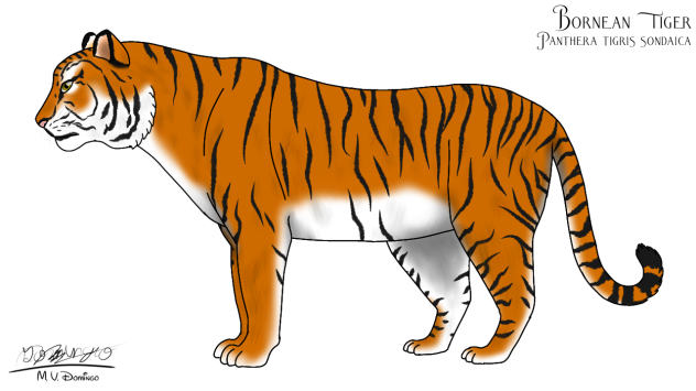 Bornean Tiger - ibisPaint