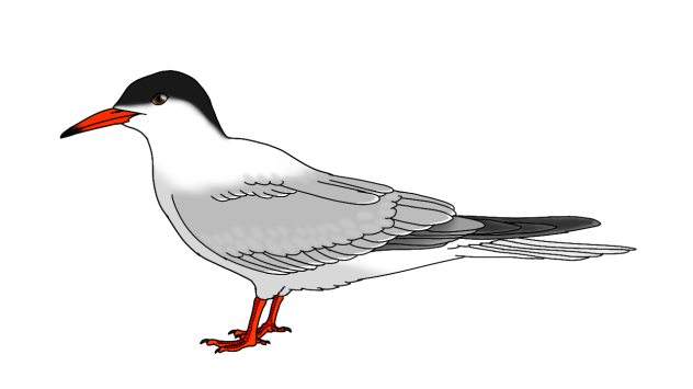 Common Tern render - ibisPaint