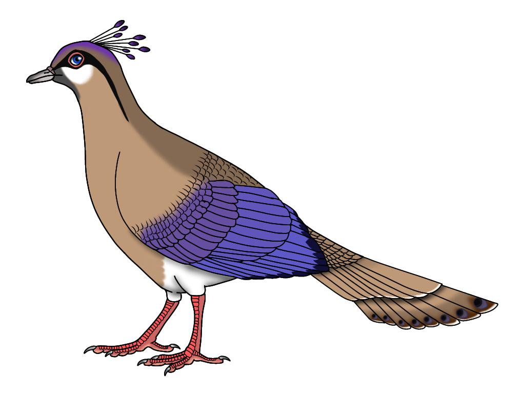 Amethystine Peacock-dove f2 - ibisPaint