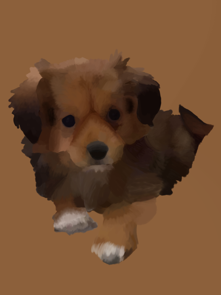 same doggo (Pom x king cavalier) amber - ibisPaint