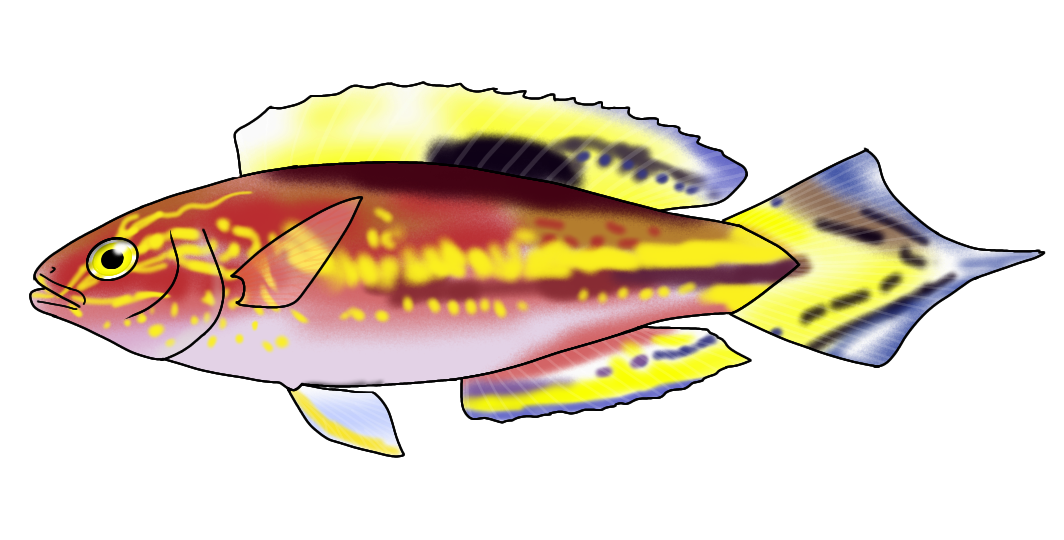 Pintail Fairy Wrasse render - ibisPaint