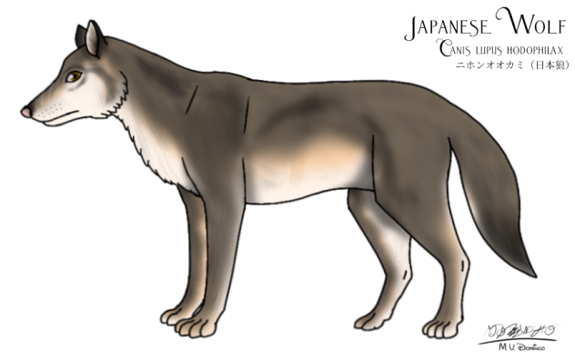 Japanese Wolf - ibisPaint