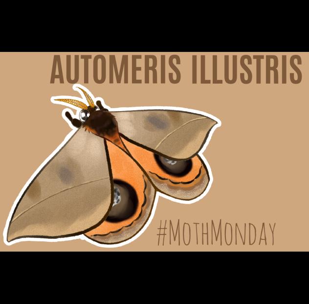 Moth Monday #10 - ibisPaint