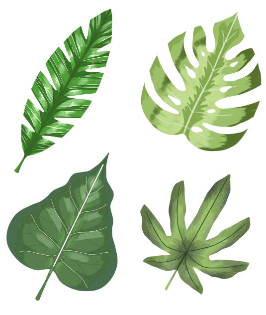 Monstera leave - ibisPaint
