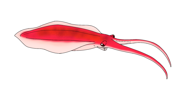 Nectocaris - ibisPaint