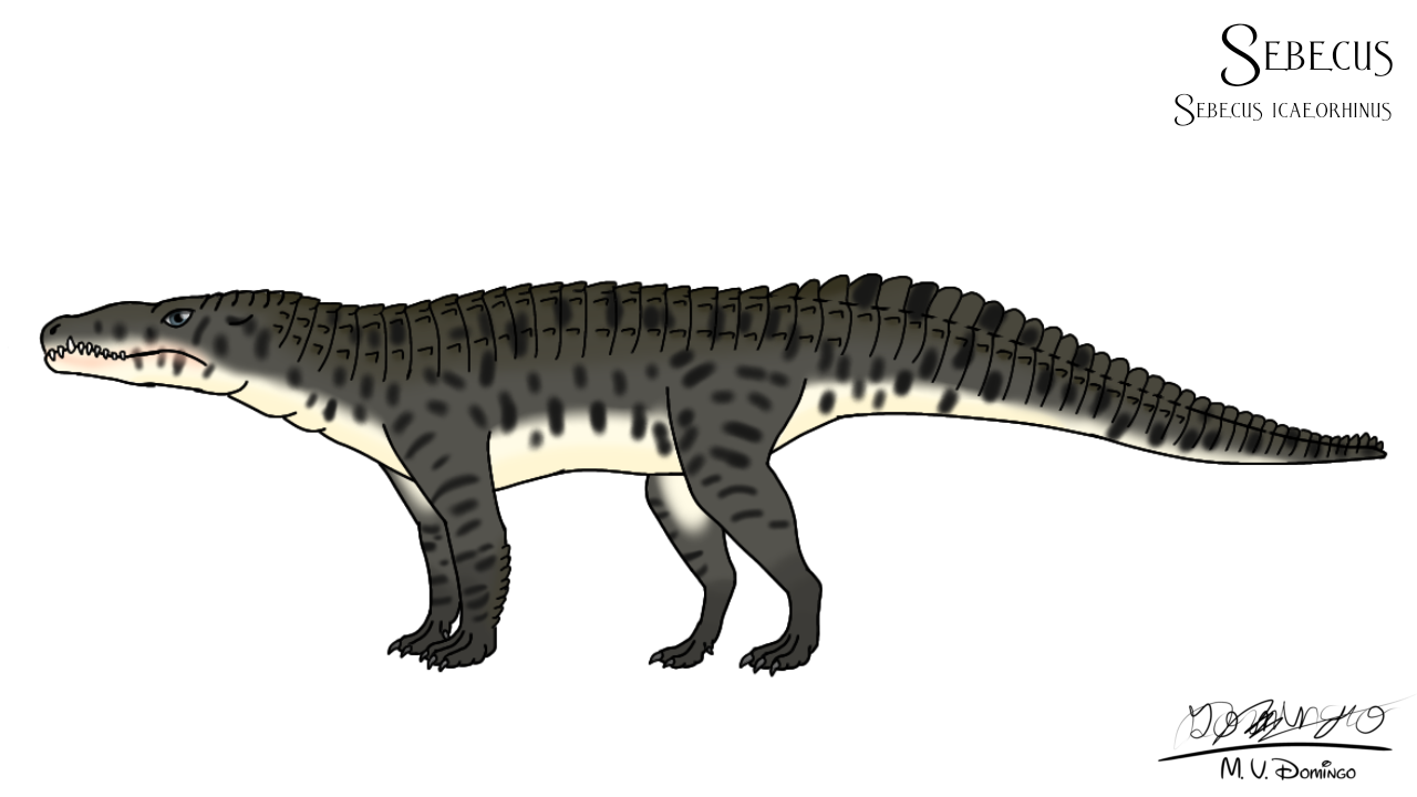 Sebecus icaeorhinus - ibisPaint
