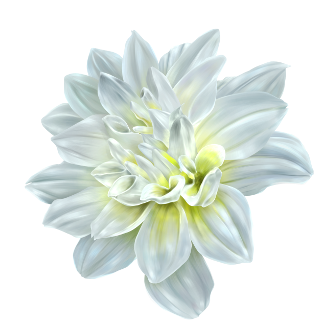 White Dahlia - ibisPaint