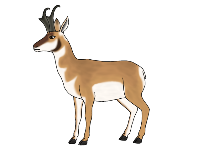 Pronghorn render - ibisPaint