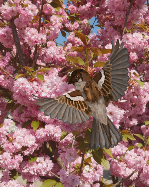 Sakura bird - ibisPaint