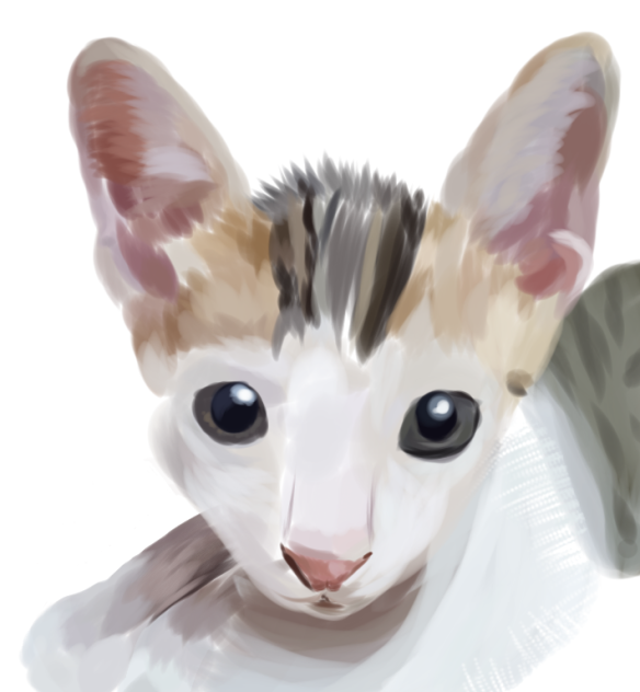 my cat draw - ibisPaint