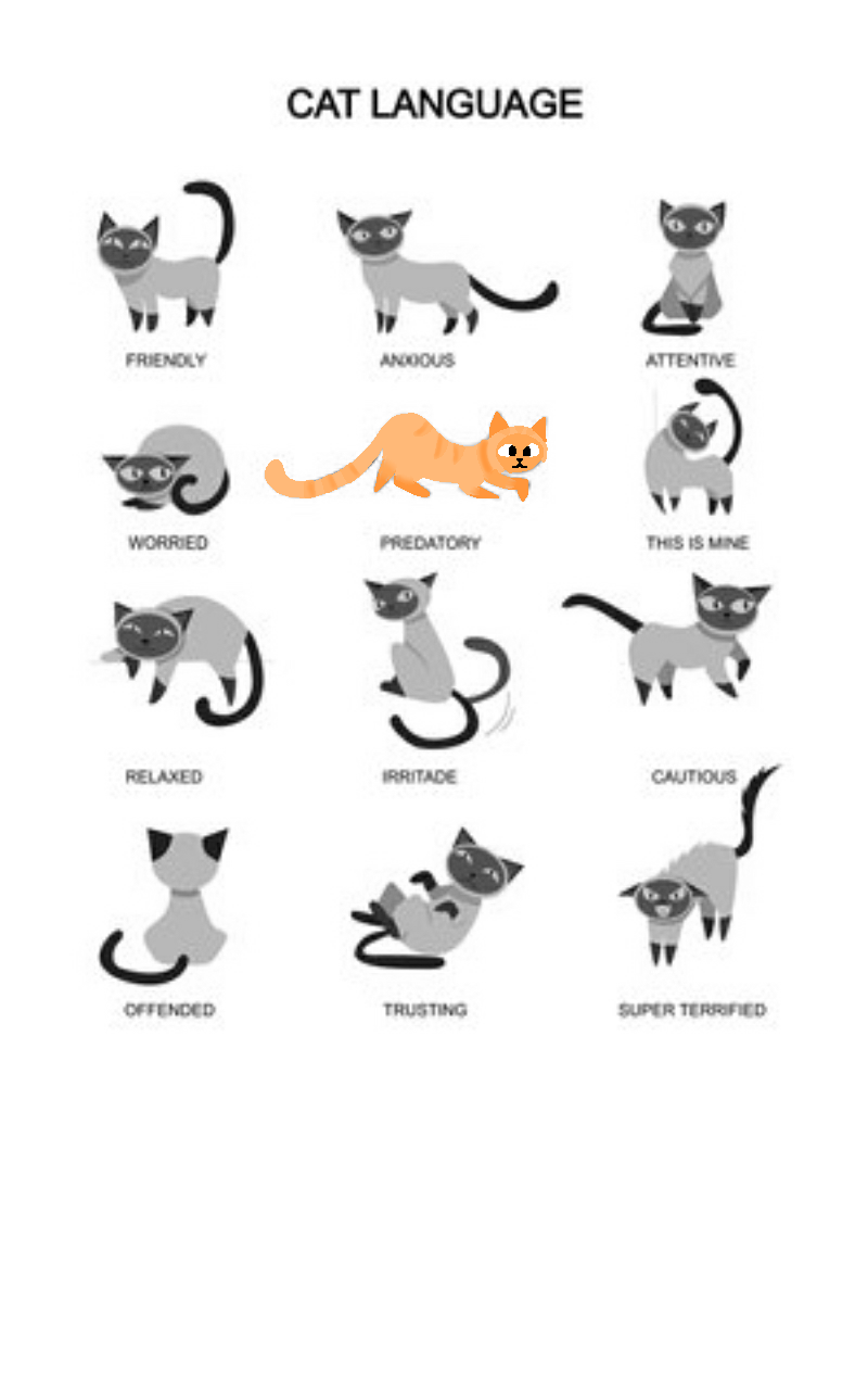 Cat collaboration - ibisPaint