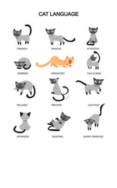 Cat collaboration - ibisPaint