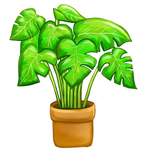 Monstera deliciosa - ibisPaint
