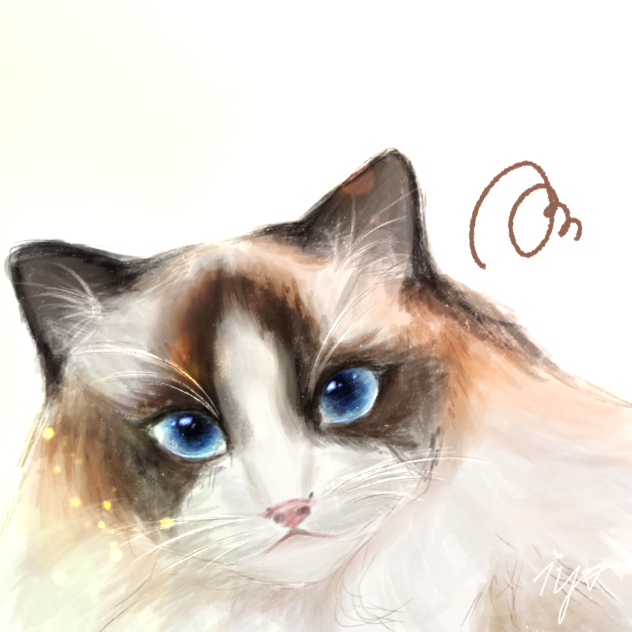 Ragdoll⋆୨୧˚ - ibisPaint