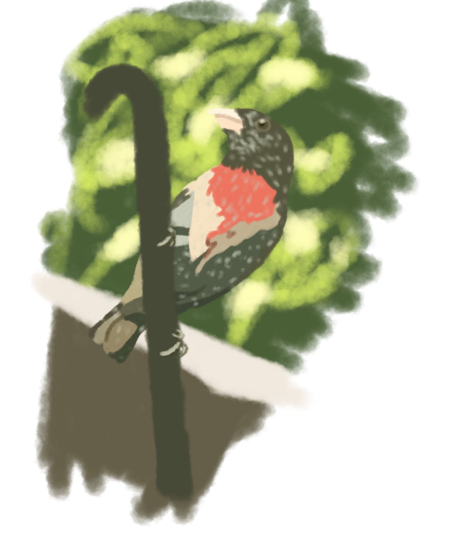 male red-breasted grosbeak ~~ bird - ibisPaint