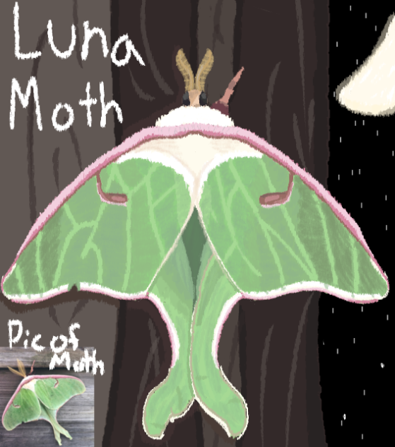 The Luna Moth! - ibisPaint