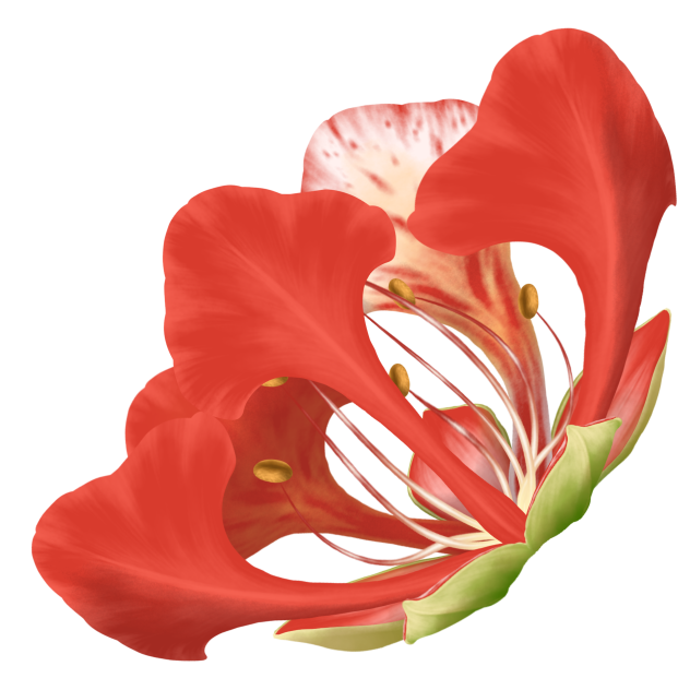 Flamboyant Flower 01 - ibisPaint