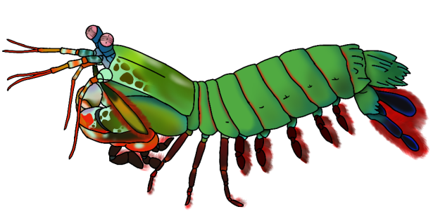 Peacock Mantis Shrimp - ibisPaint