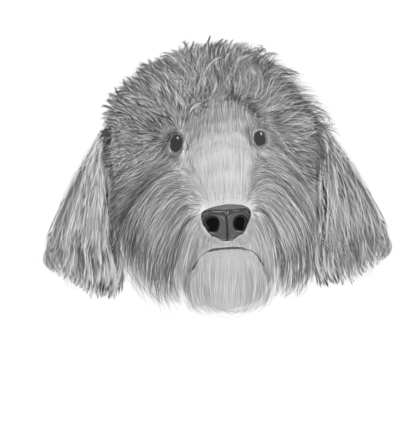 poodle portrait - ibisPaint