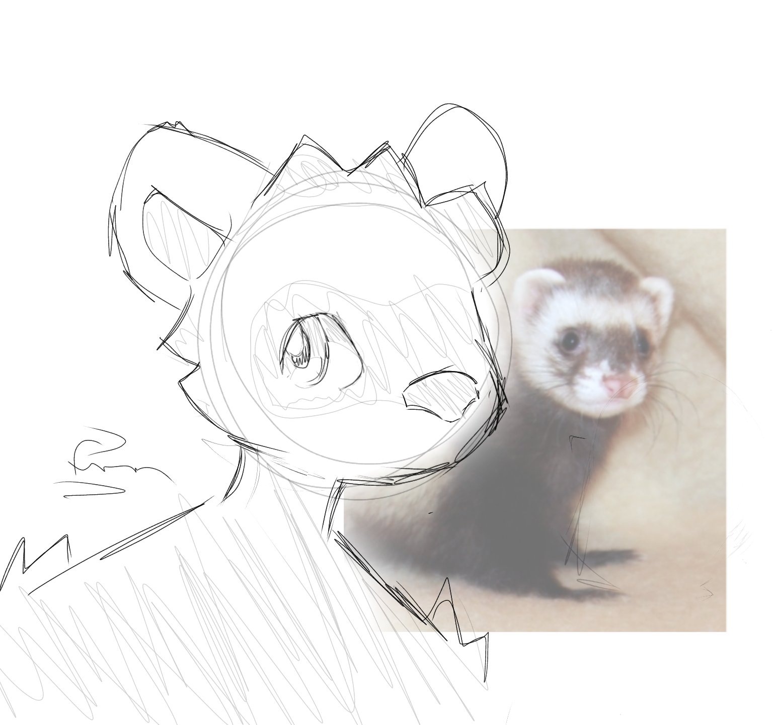 f e r r e t - ibisPaint