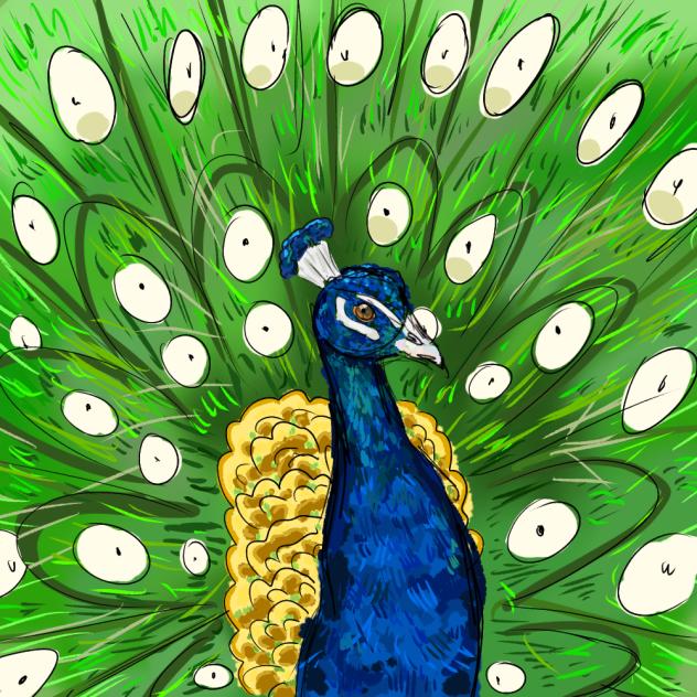 Peacock - ibisPaint