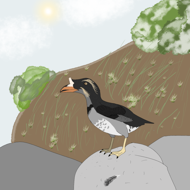 Rhinoceros Auklet - ibisPaint
