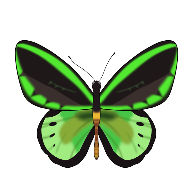 Common green birdwing butterfly - ibisPaint