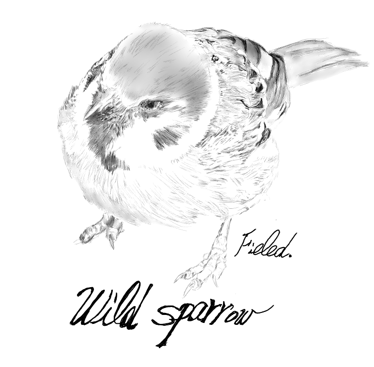 Wild sparrow - ibisPaint