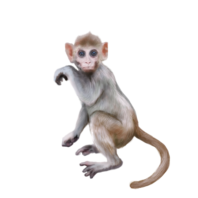 Monkey 02 - ibisPaint