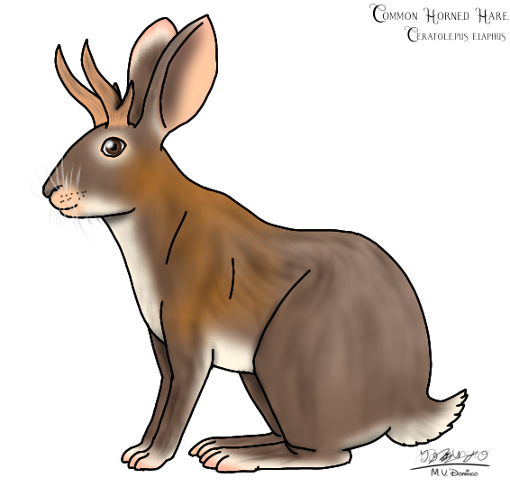 Common Horned Hare male - ibisPaint