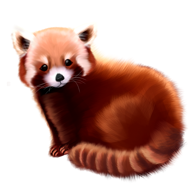 red panda🐼 - ibisPaint