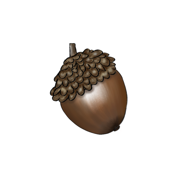 acorn - ibisPaint