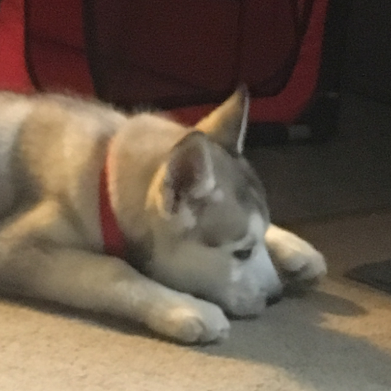 Husky time - ibisPaint