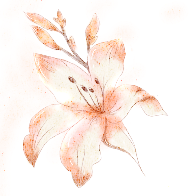 Bunga Tulip - ibisPaint