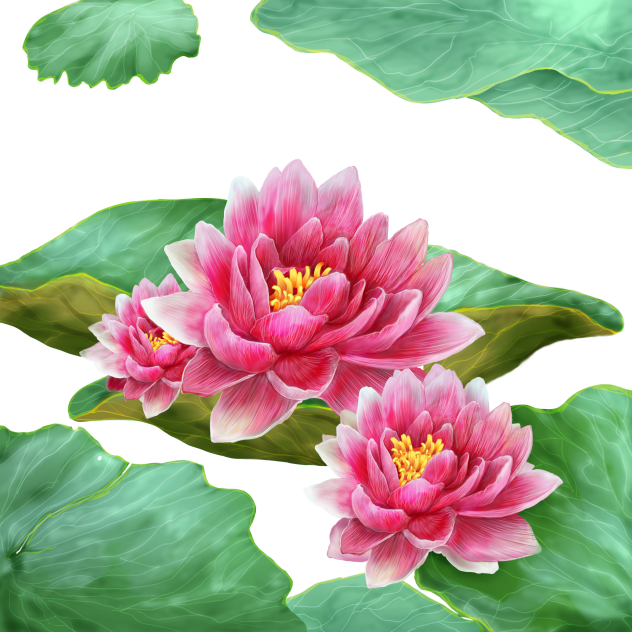 Lotus - ibisPaint