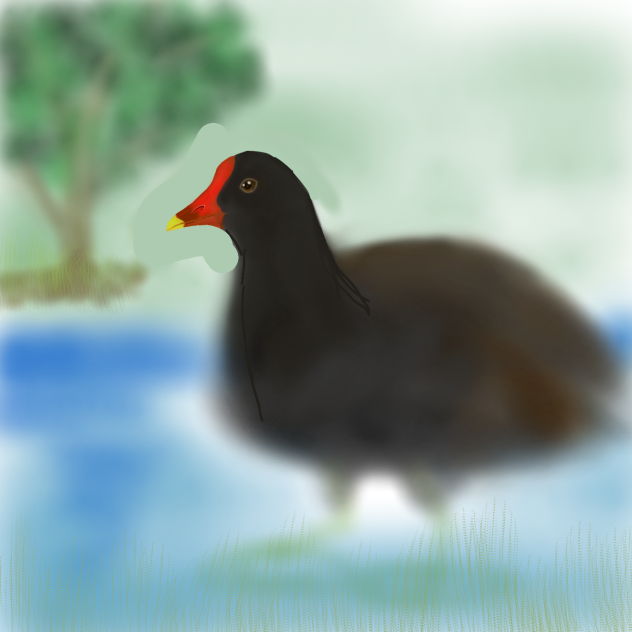 Common Gallinule - ibisPaint