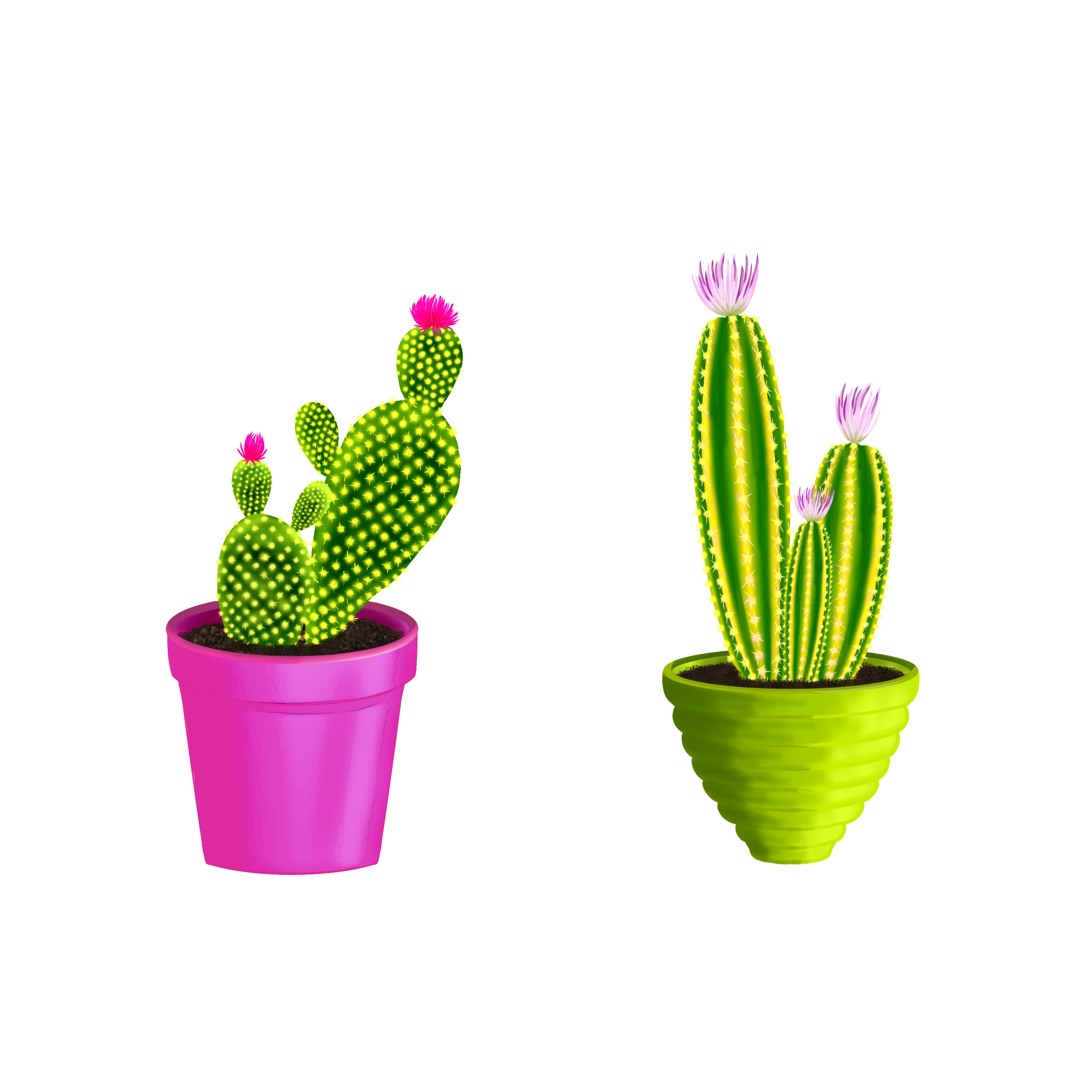 Cactus with Flower 🌵 - ibisPaint